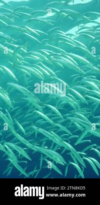 Vertical video, Shoal of Barracudas floats in blue water, Slow motion ...