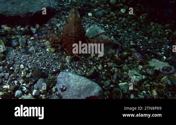 Underwater video in cold clear water of the Southern Ocean in ...