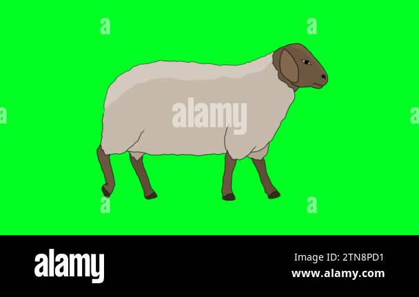 Sheep cycle Stock Videos & Footage - HD and 4K Video Clips - Alamy
