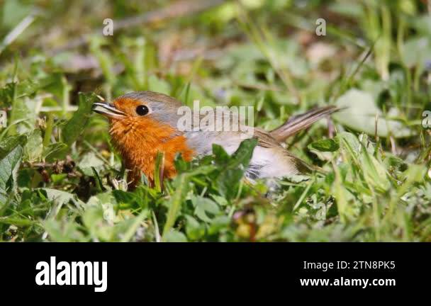 European robin fledgling Stock Videos & Footage - HD and 4K Video Clips ...