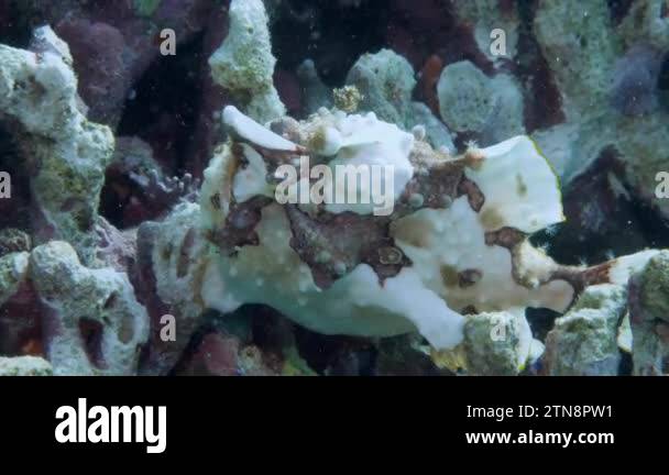 A red frogfish or anglerfish is floating underwater looking for food ...