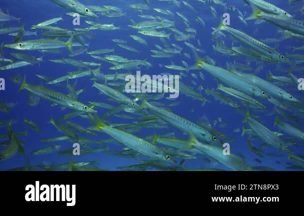 Close-up of Many Barracuda floating in water column, Slow motion ...