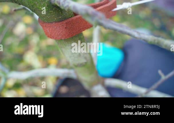 Tied young tree Stock Videos & Footage - HD and 4K Video Clips - Alamy