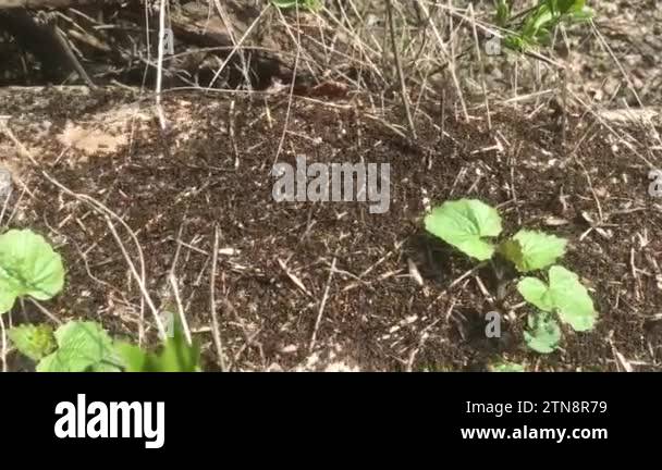 Video close-up wild ants swarming around their anthills.Anthill in the ...