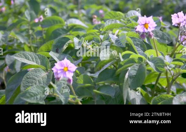 Green flowering potato bushes planted on a farm field. Light violet ...