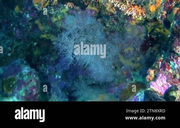 Polynesian people Stock Videos & Footage - HD and 4K Video Clips - Alamy