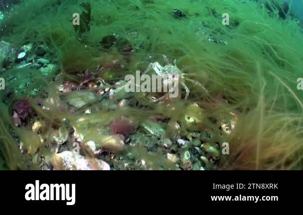 Crab in algae on a sandy bottom of Barents Sea. Crab lives on stone and ...