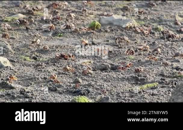 Atlantic mud fiddler crab Stock Videos & Footage - HD and 4K Video ...