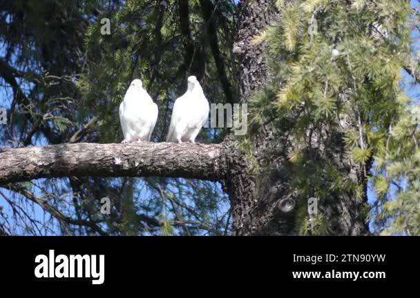 Doves, usually white in color, are used in variety of settings as ...