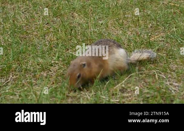 Hibernation seeds Stock Videos & Footage - HD and 4K Video Clips - Alamy