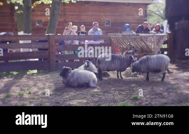 Museum of the Polish Village, a Tour on a Vacation, an Aviary With ...