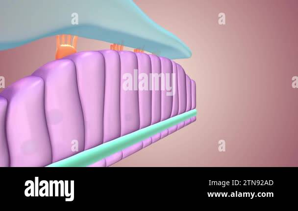 Hair cells, the primary sensory receptor cells within the inner ear ...