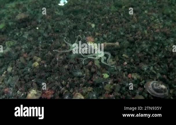 Underwater video in cold clear water of the Southern Ocean in ...