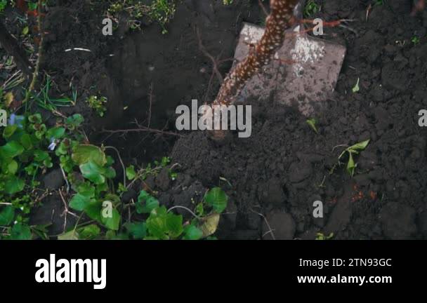 Man with a shovel digs up a fruit tree with a root for transplanting ...