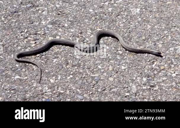 Western garter snake thamnophis elegans Stock Videos & Footage - HD and ...