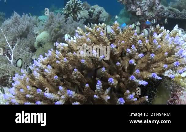 Coral reefs of Bali are treasure trove of biodiversity and natural ...