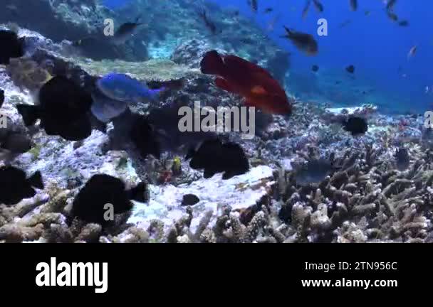 Underwater ocean of Bali is treasure trove of diverse fish species ...