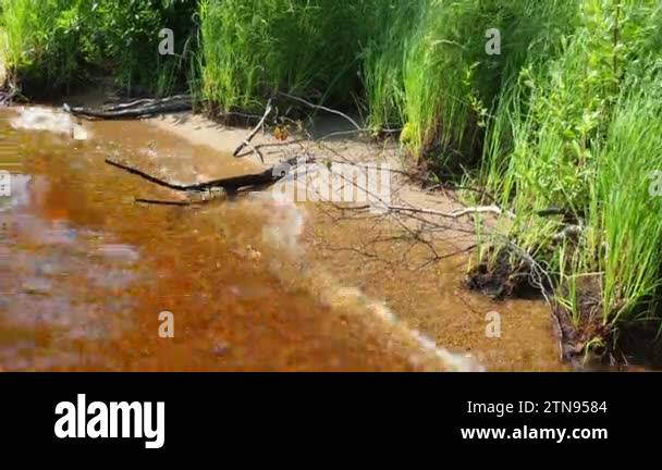 Coarse sandy beach shore of Lake Lososinnoye, Karelia. Taiga ecosystem ...