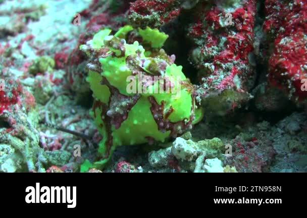 Unique appearance of green anglerfish fascinated divers and researchers ...
