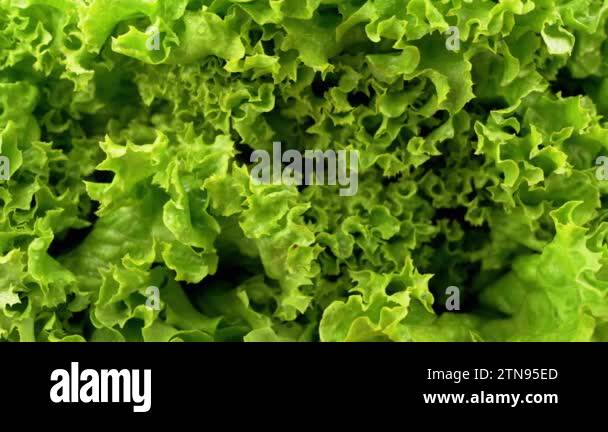 Background texture lettuce leaves Stock Videos & Footage - HD and 4K ...