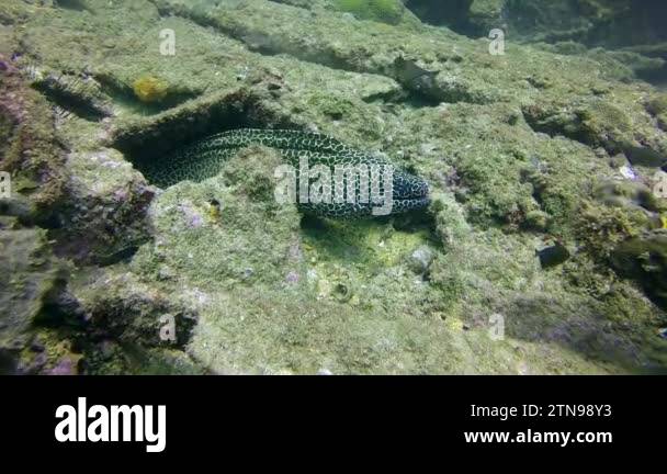 Close-up of moray eel colors in midst of coral at bottom of underwater ...