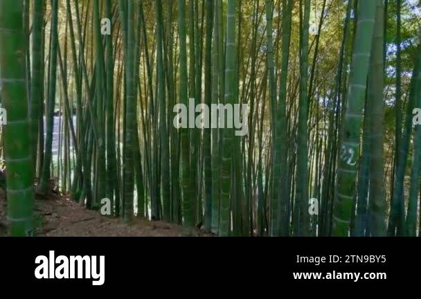 Bamboo renewable forest in Stock Videos & Footage - HD and 4K Video ...