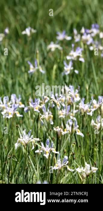 A meadow overflows with native Iris Missouriensis wildflowers ...