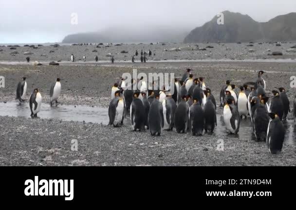 Antarctica penguin ship Stock Videos & Footage - HD and 4K Video Clips ...