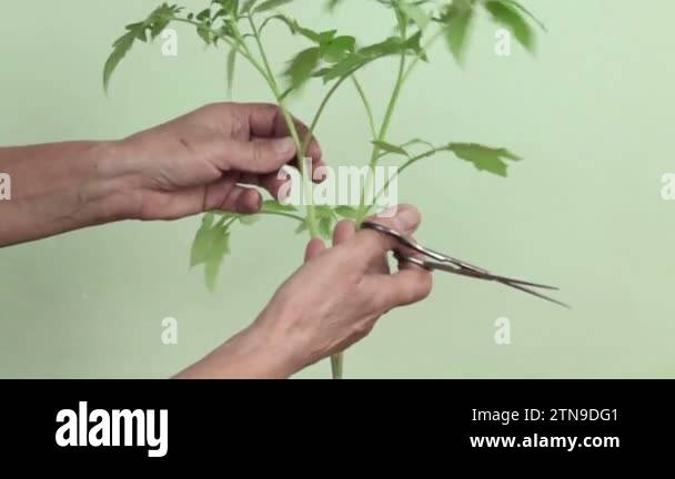 Grafting Stock Videos & Footage - HD and 4K Video Clips - Alamy