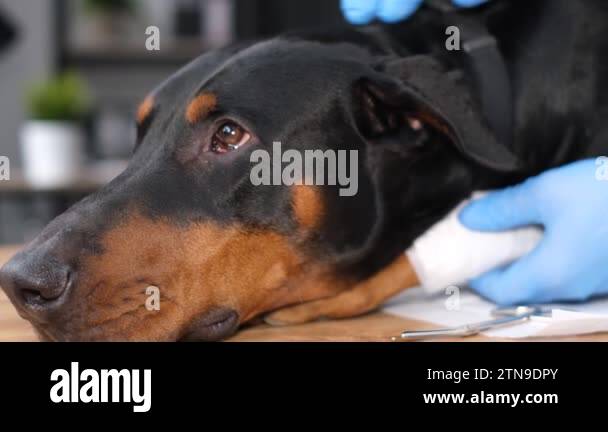 Enlarged image of the head of a large purebred dog being examined by a ...