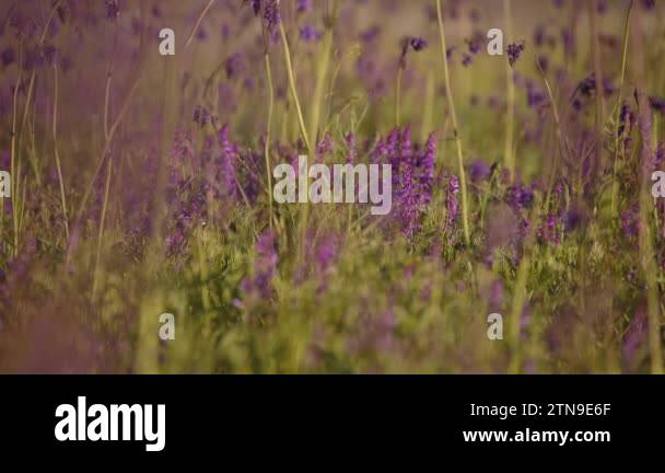 Flowering of the herbs field in late spring in the steppes of the Don ...