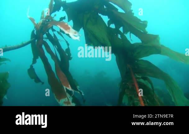 Underwater video in cold clear water of the Arctic Ocean and floating ...