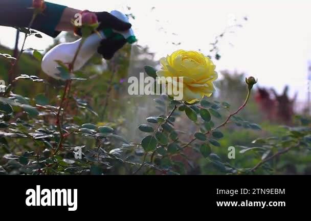 Charles rose Stock Videos & Footage - HD and 4K Video Clips - Alamy