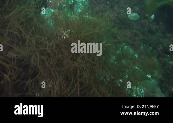 Underwater video in cold clear water of the Southern Ocean in ...