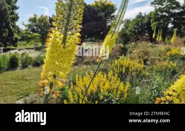 perfect attractive perennial. And its other name foxtail lily is even ...