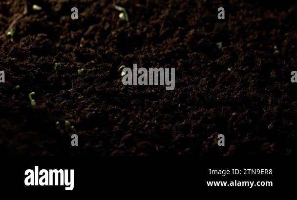 Leaves life cycle Stock Videos & Footage - HD and 4K Video Clips - Alamy