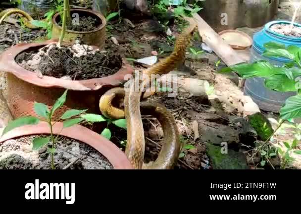 Two snakes mating Stock Videos & Footage - HD and 4K Video Clips - Alamy