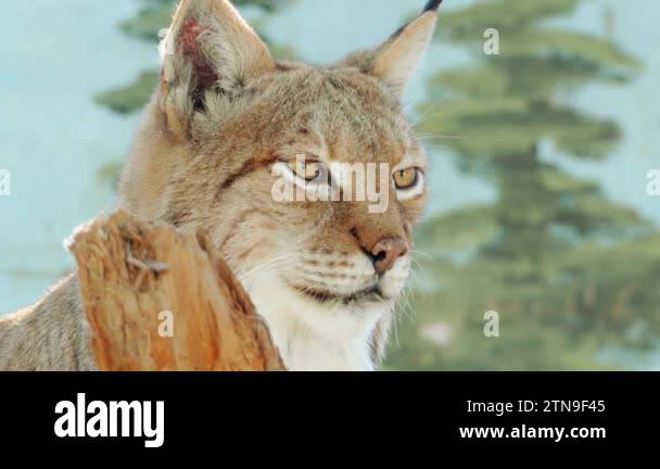 Eastern native cat Stock Videos & Footage - HD and 4K Video Clips - Alamy