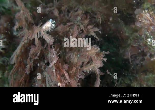 Seaweed sea life on Stock Videos & Footage - HD and 4K Video Clips - Alamy