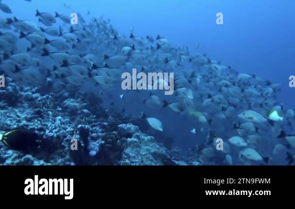 Seeing school of fish near bottom of ocean is like being to another ...