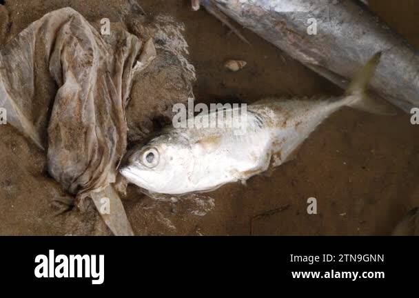 A big white fish laying dead, half body of another showing by the side ...
