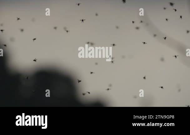Summer flying insects Stock Videos & Footage - HD and 4K Video Clips ...