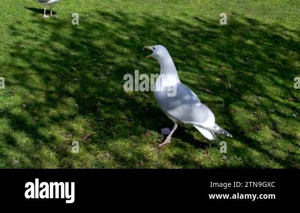 Slow motion headshot of Seagull aggressively screaming while the others ...