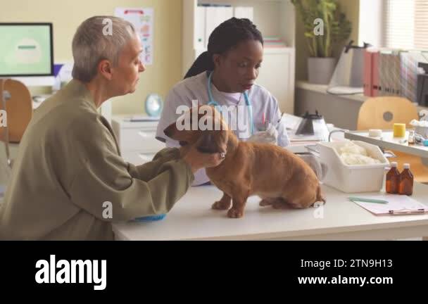 African American female veterinary doctor giving injection to brown ...
