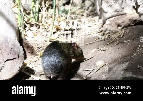 Two mammals Stock Videos & Footage - HD and 4K Video Clips - Alamy