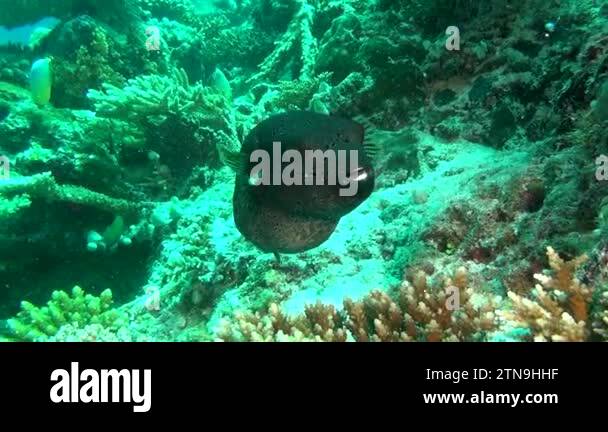 Unique spotted box puffer fish on clear clean seabed underwater of ...