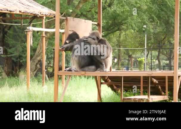 Monkeys kissing Stock Videos & Footage - HD and 4K Video Clips - Alamy