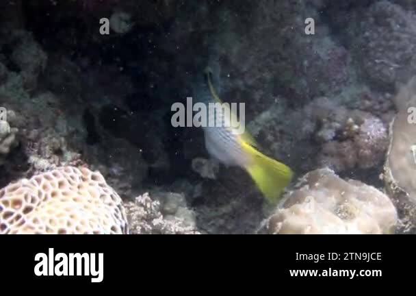 Silvery Calotomus viridescens Parrot fish close-up on underwater Red ...