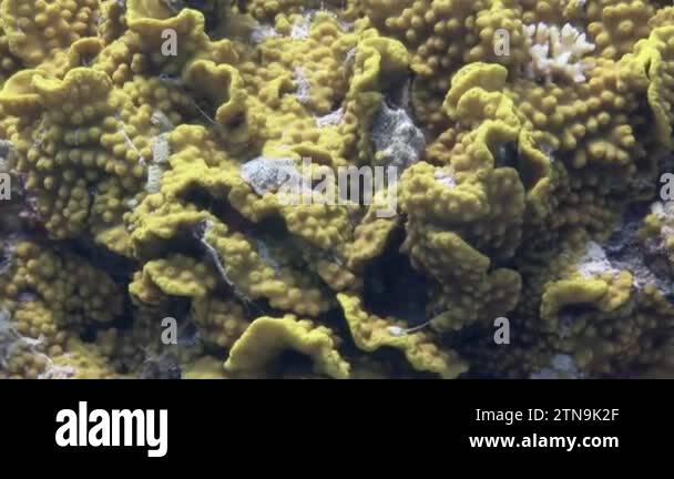 Macro video about underwater yellow coral turbinaria reniformis in Red ...