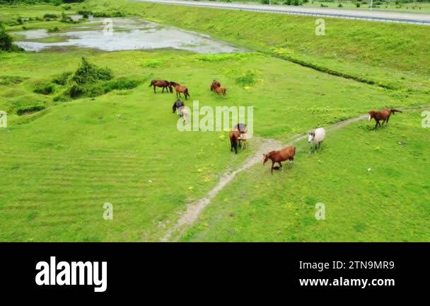 herd of horses, river flows among beautiful fields and mountains. drone ...